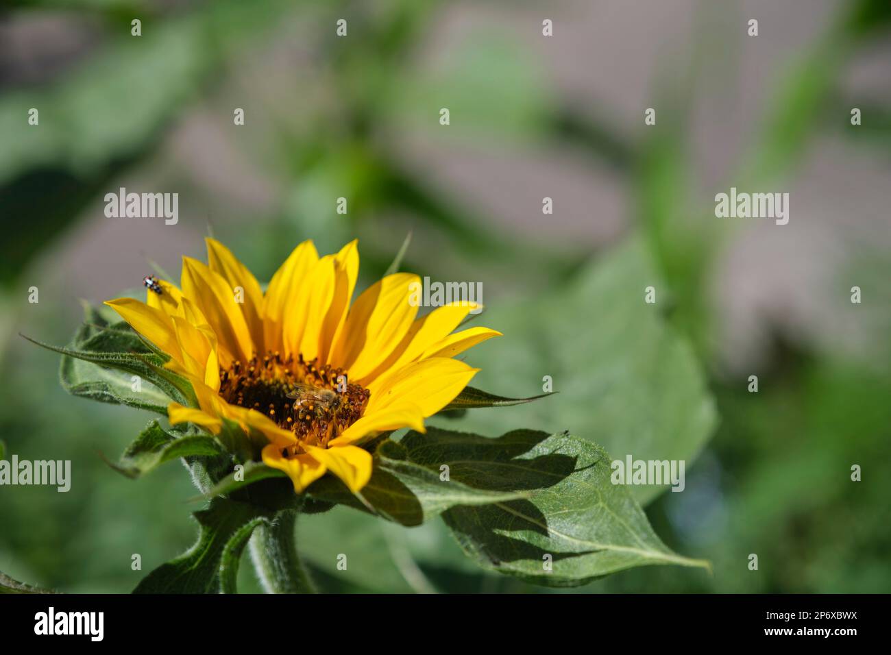 Bee on a sunflower in an urban garden. Concepts: pollination ...