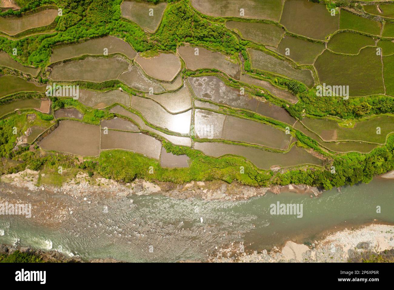 Aerial view of Rice terraces with growing plants in the water ...
