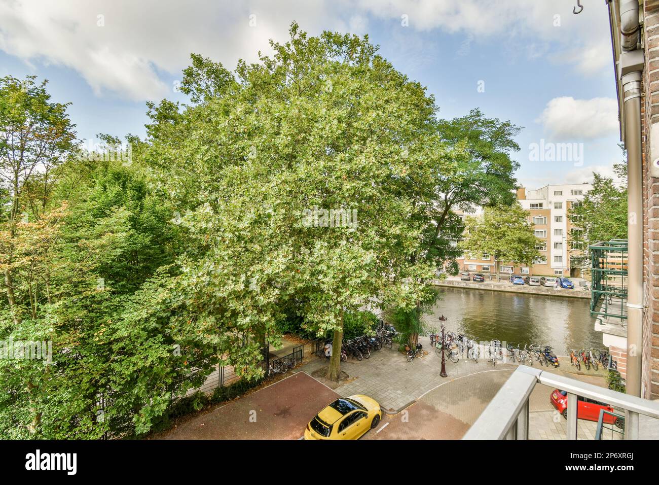 a tree in the middle of a city with cars parked on the street next to ...