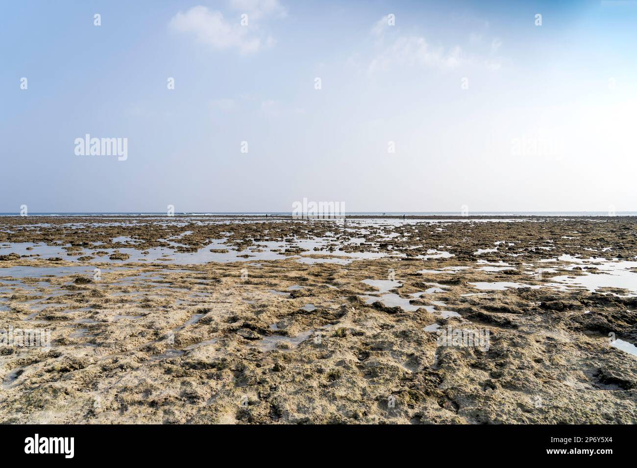 Coral reef texture background in Lakshadweep island India Stock Photo ...