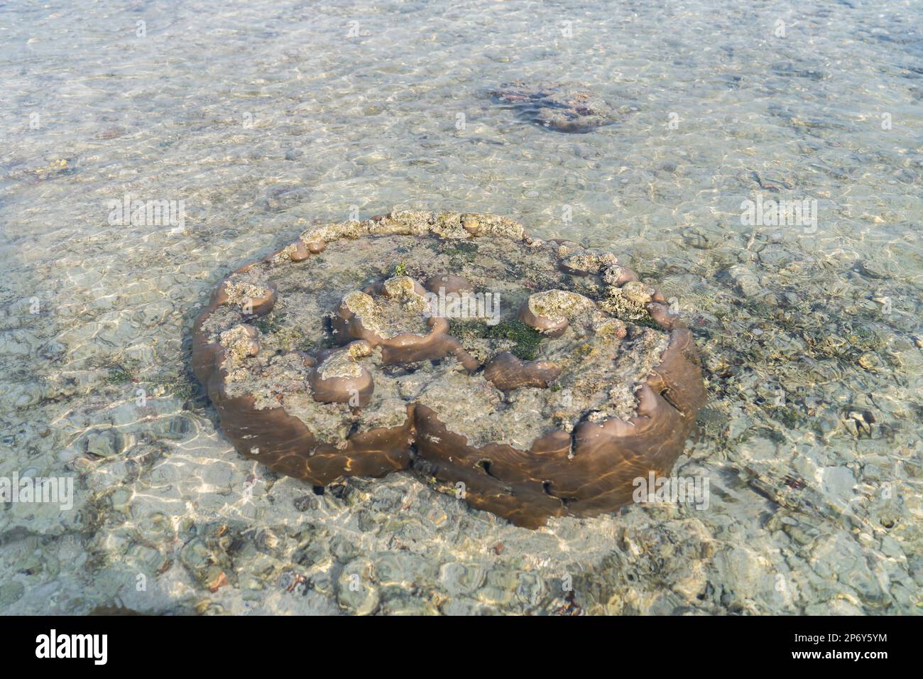 Coral reef texture background in Lakshadweep island India Stock Photo ...