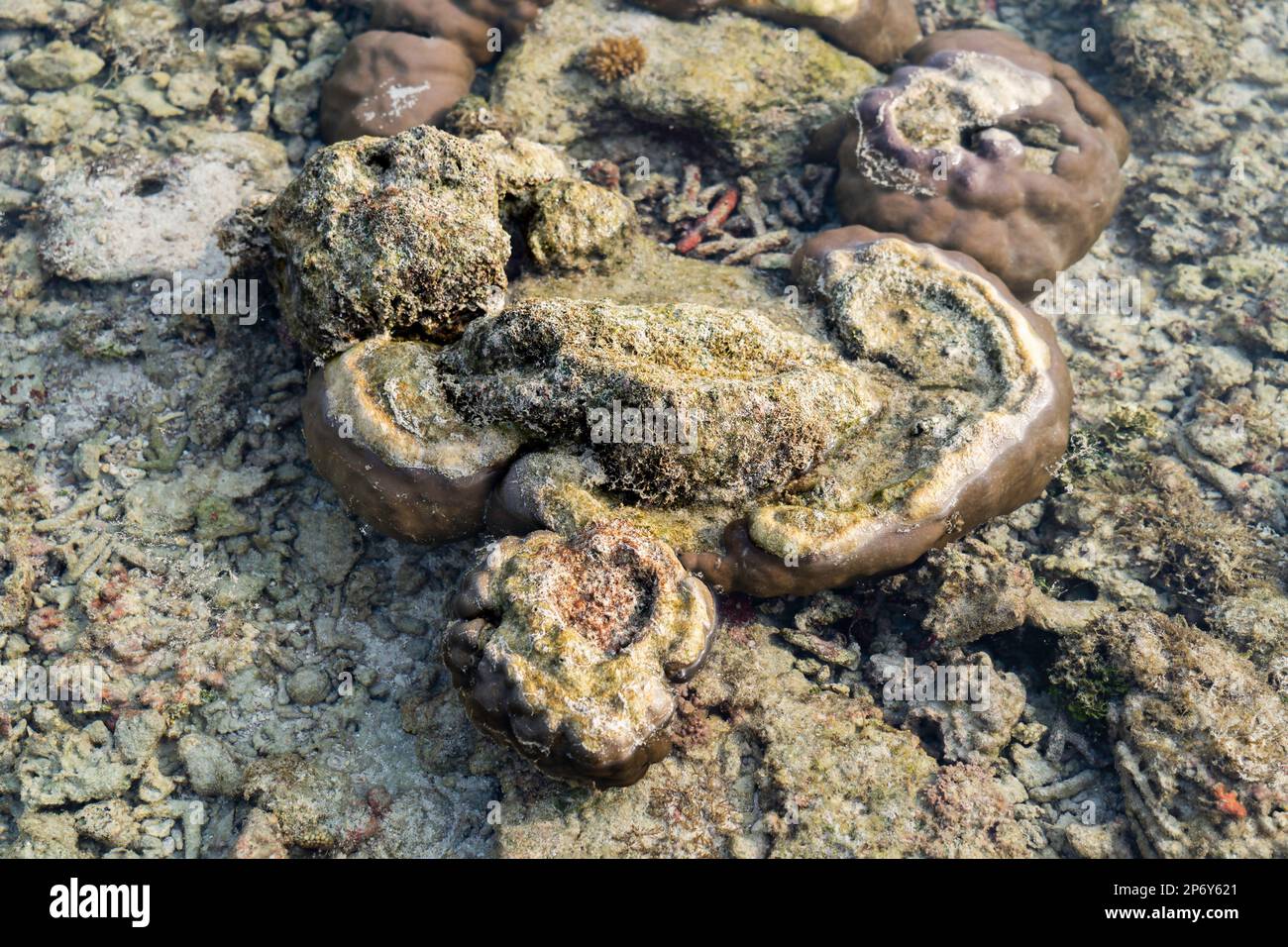 Coral reef texture background in Lakshadweep island India Stock Photo ...