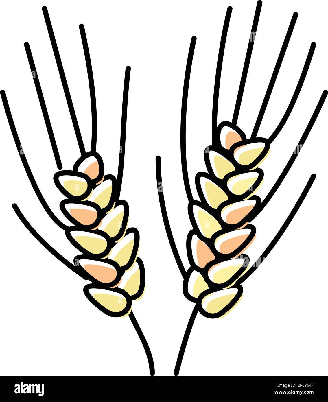 Semolina wheat plant Stock Vector Images - Alamy
