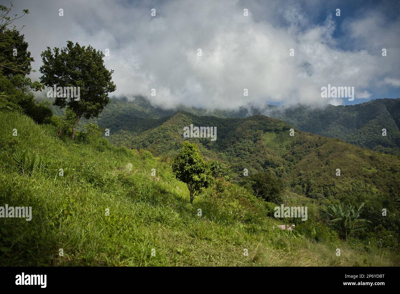 Panoramic view from above of a hill from hilly rainforest mountain on Flores near Wae Rebo ...