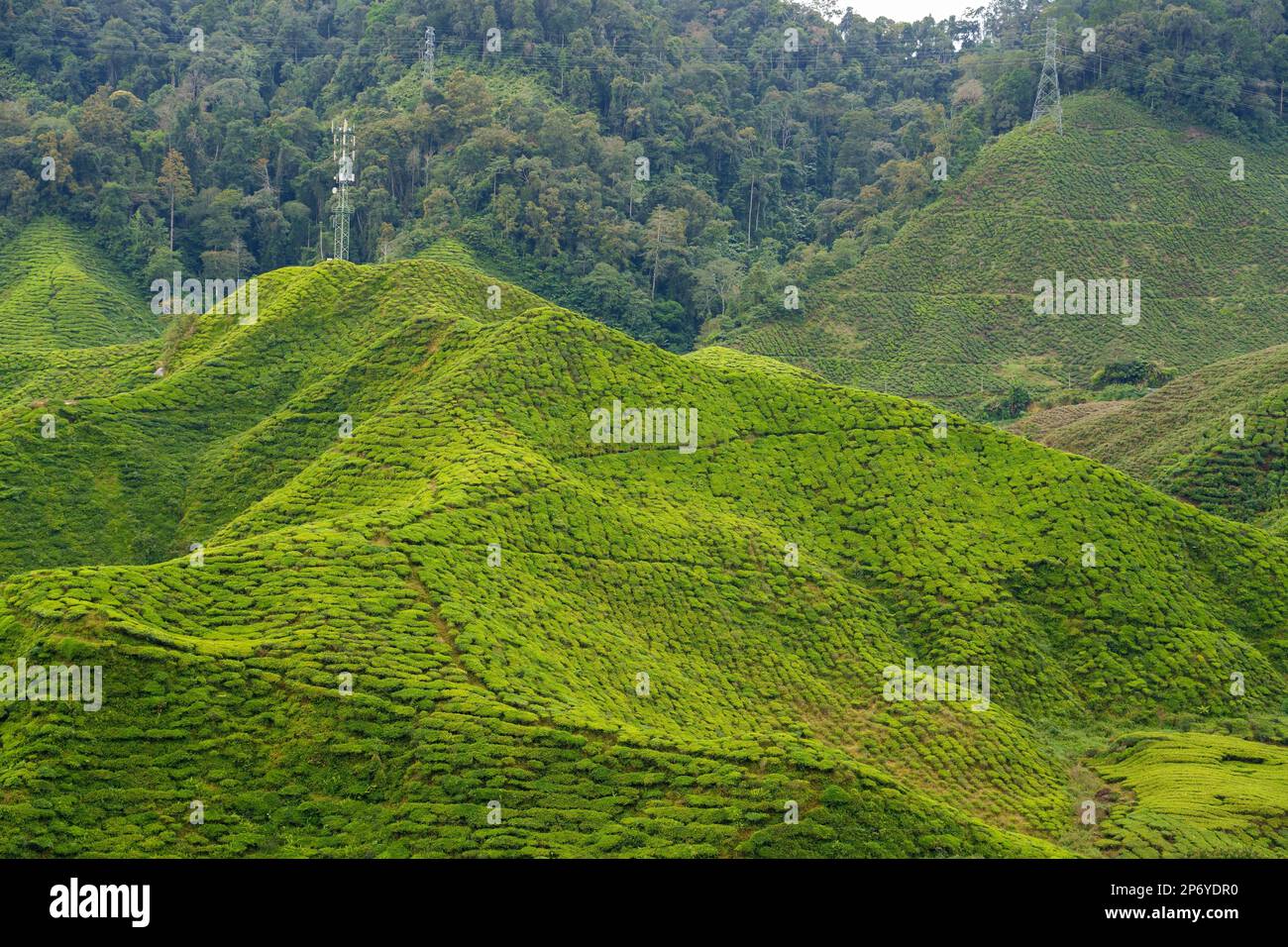 Tea plantation landscape in Cameron highlands, Malaysia. Green Tea ...