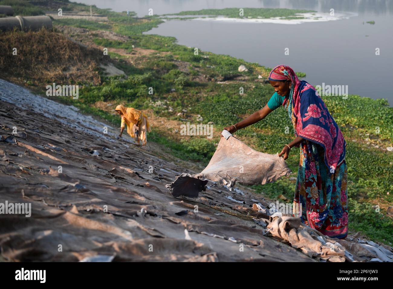 Laborers seen arranging leather hides on the ground for drying at a ...