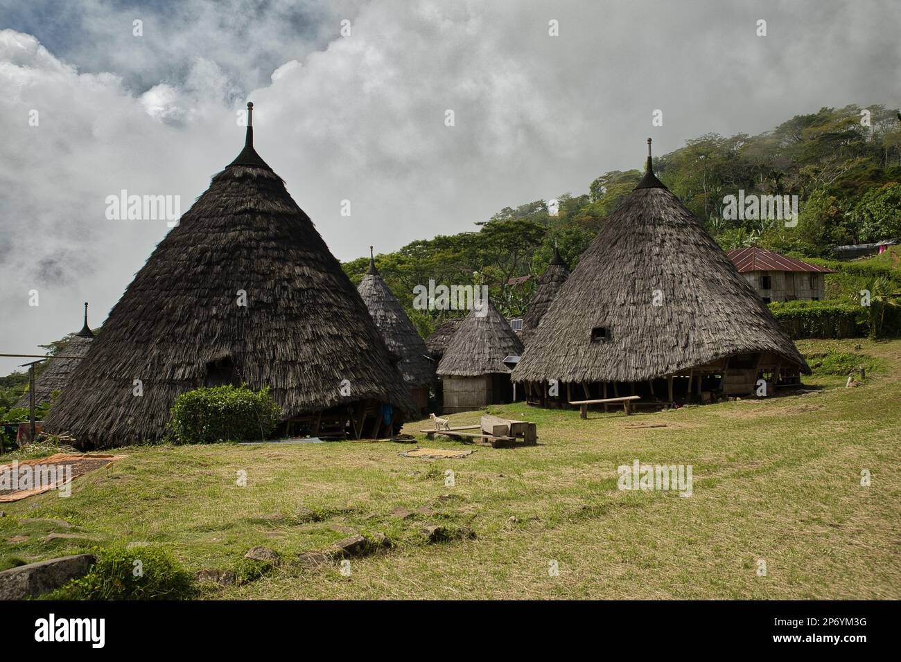 Close-up of conical thatched huts from traditional Wae Rebo Village on ...