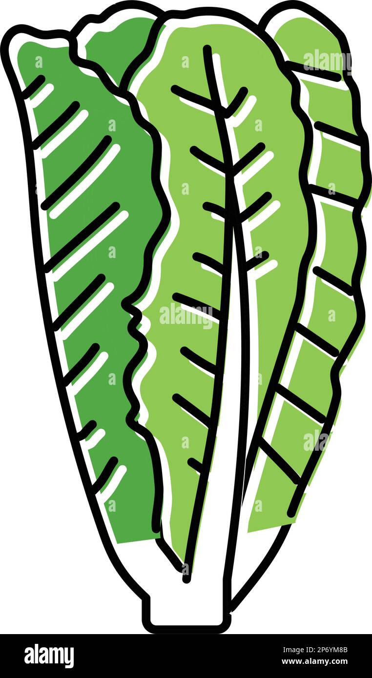 Red romaine salad Stock Vector Images - Alamy