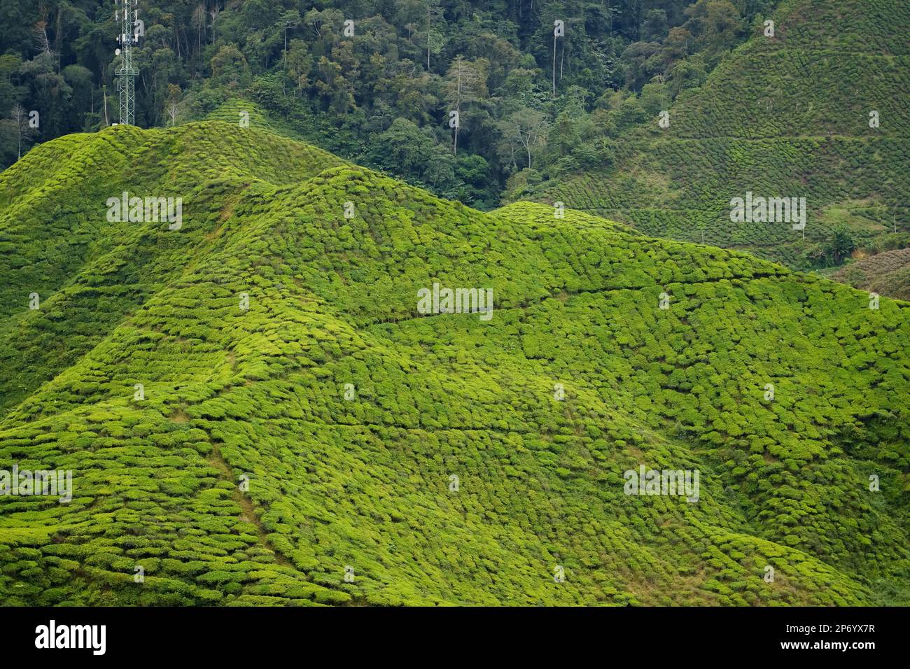 Tea plantation landscape in Cameron highlands, Malaysia. Green Tea ...