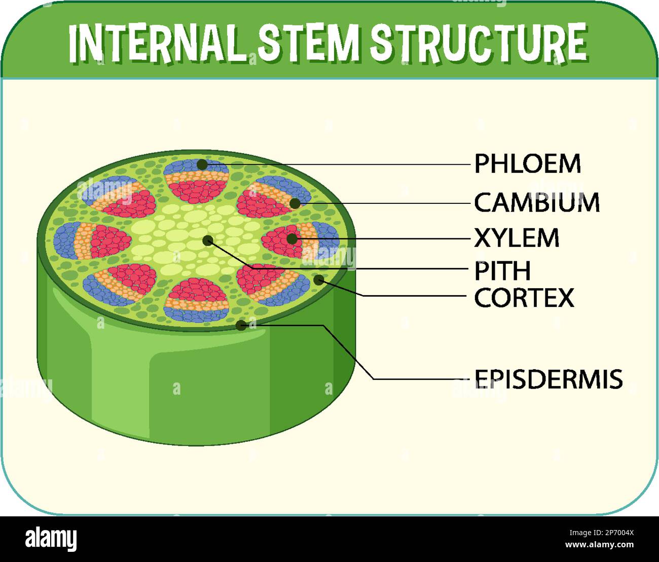 Internal structure of stem diagram illustration Stock Vector Image ...