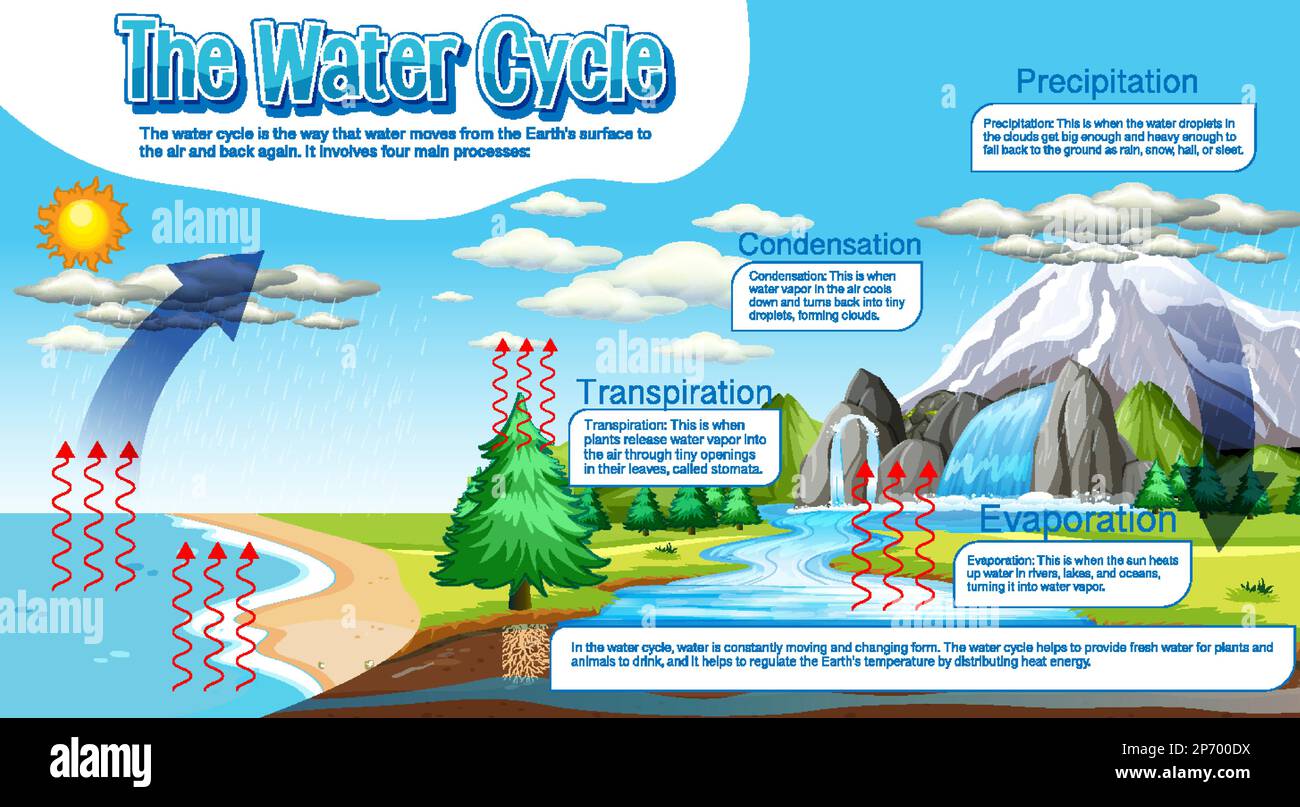 The water cycle diagram for science education illustration Stock Vector ...