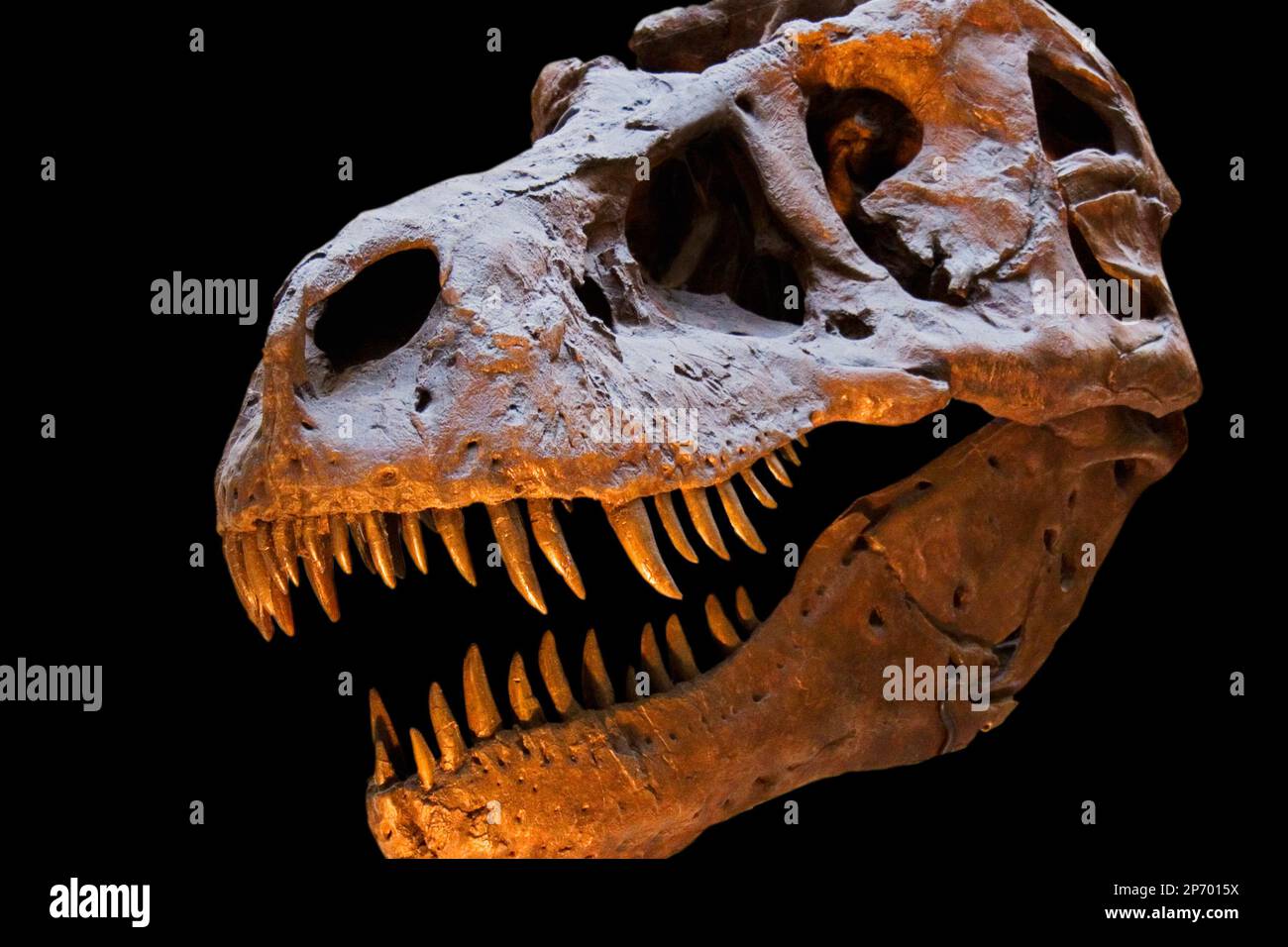 Tyrannosaurus rex skeleton isolated hi-res stock photography and images ...