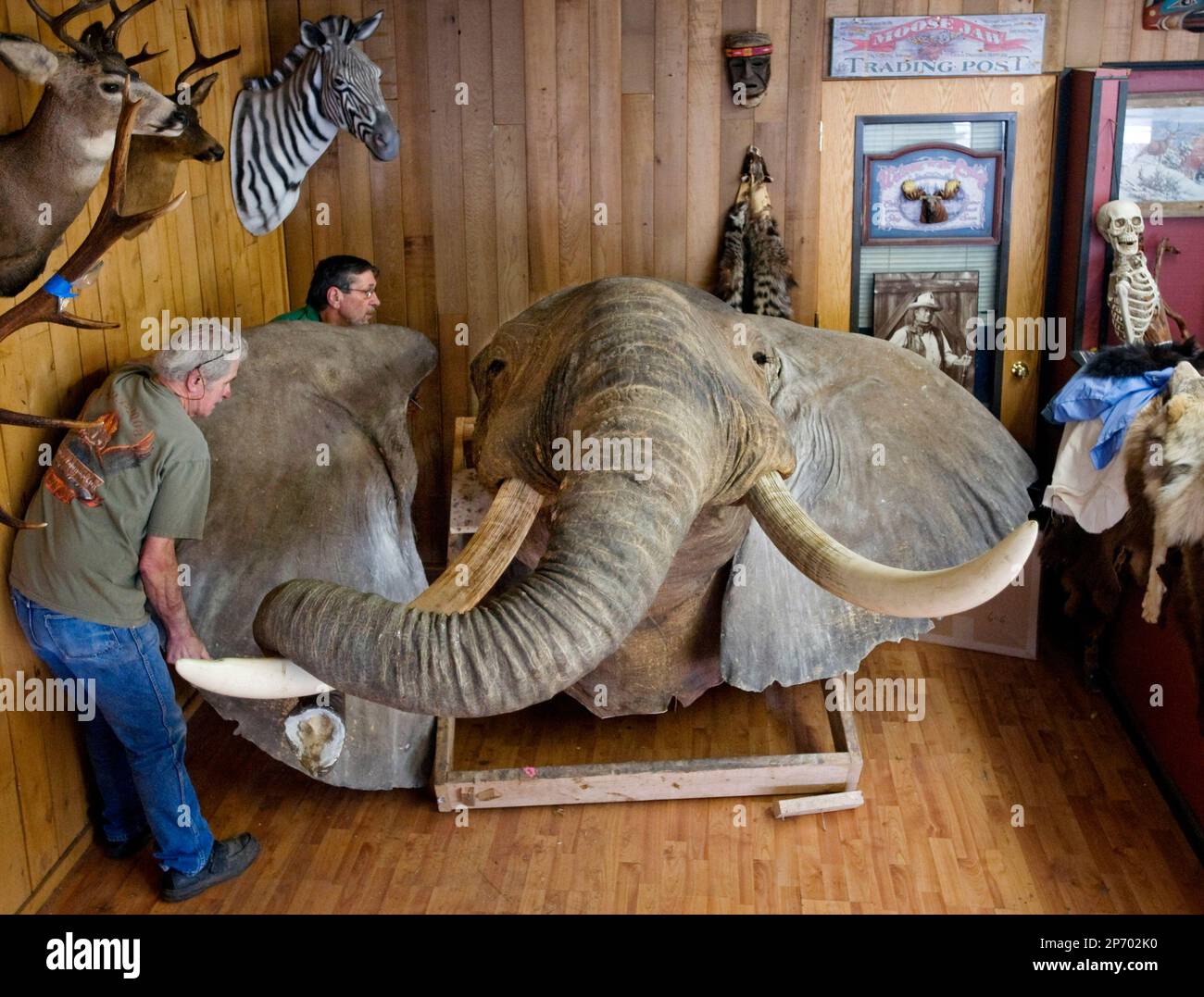 Roger Hamel, left, and Richard Roy assemble the head of an African bull ...