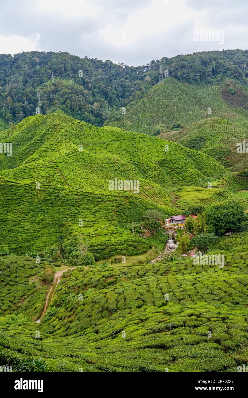 Tea plantation field on Cameron Highland. Village house and waterfall ...