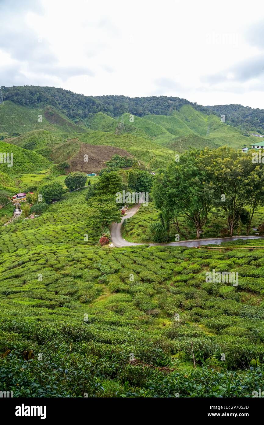 Scenic road in green tea plantations in mountain. Tea garden with ...