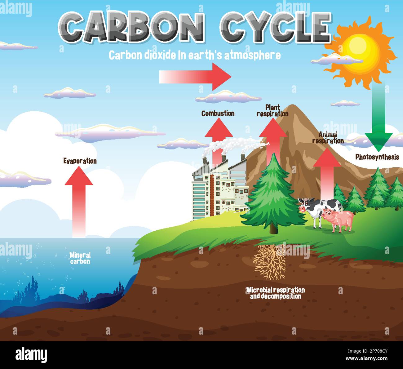 Carbon Cycle Diagram for Science Education illustration Stock Vector ... Carbon Cycle Diagram for Science Education illustration Stock Vector ...