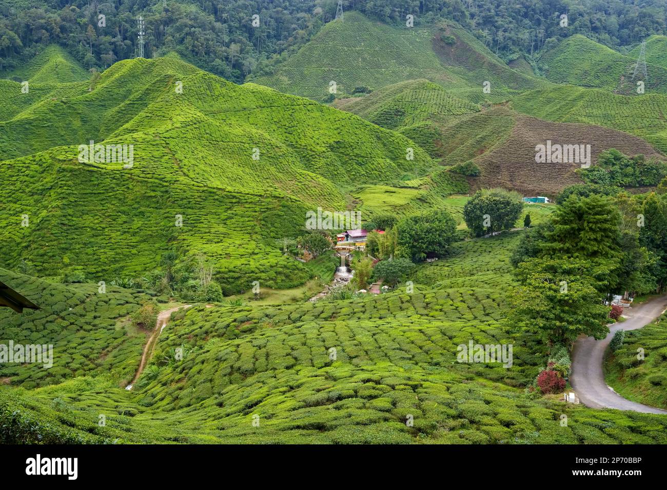 Tea plantation field on Cameron Highland. Village house and waterfall ...
