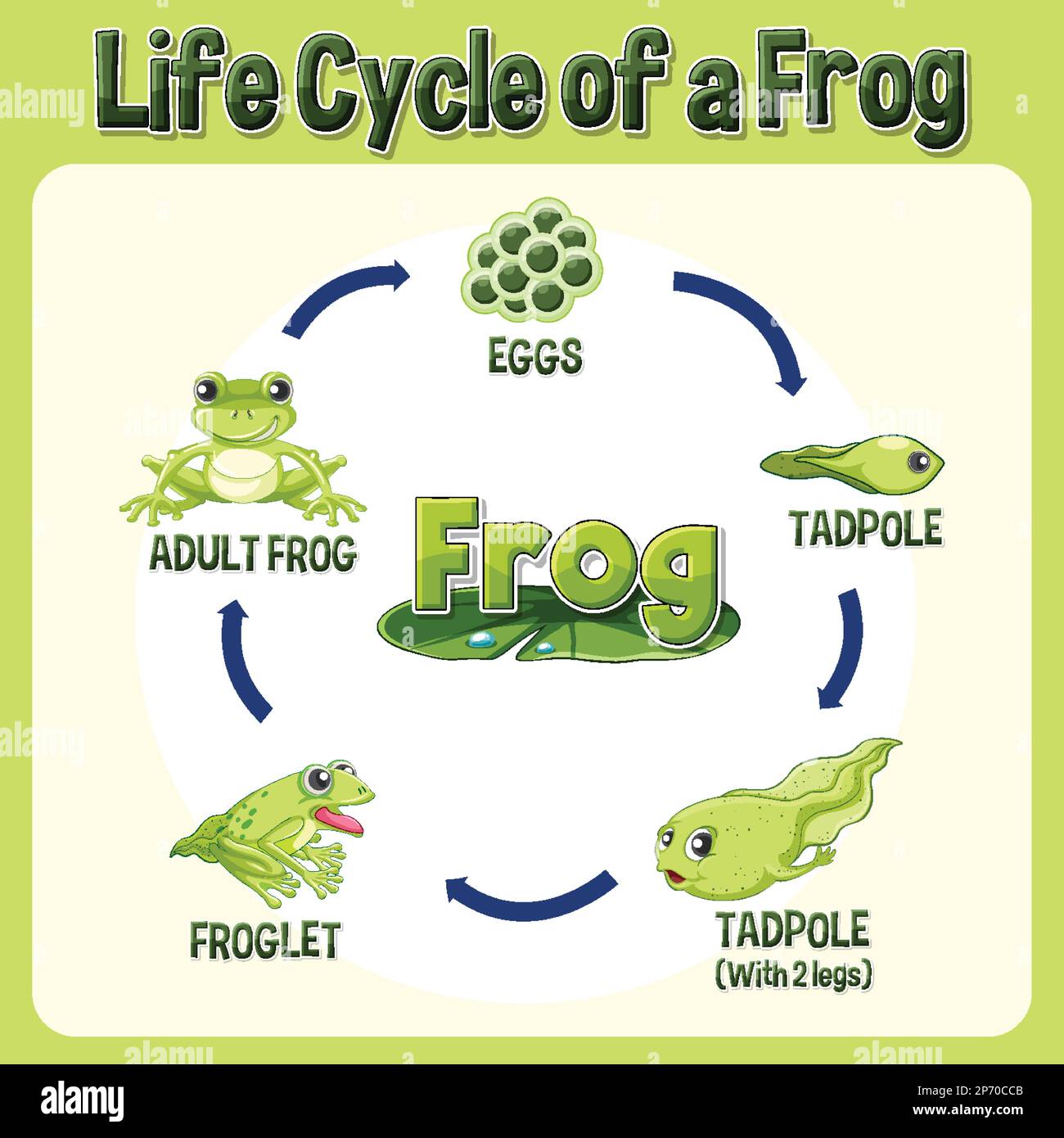 Frog Life Cycle Diagram illustration Stock Vector Image & Art - Alamy