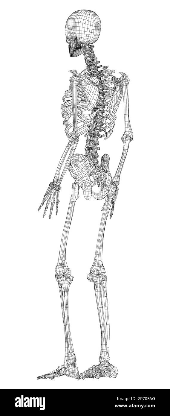 Human skeleton. 3d illustration Stock Photo - Alamy