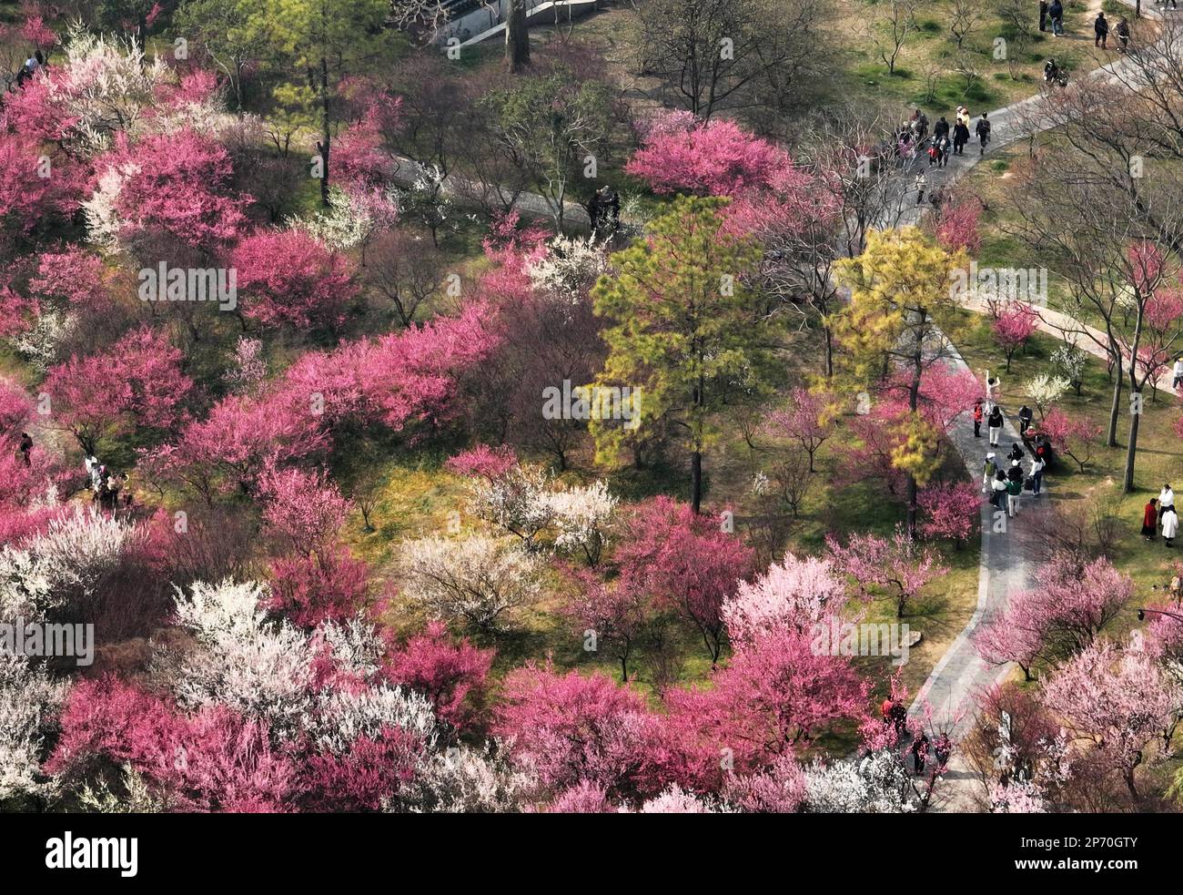 Aerial photo shows all kinds of flowers blooming in Slender West Lake ...