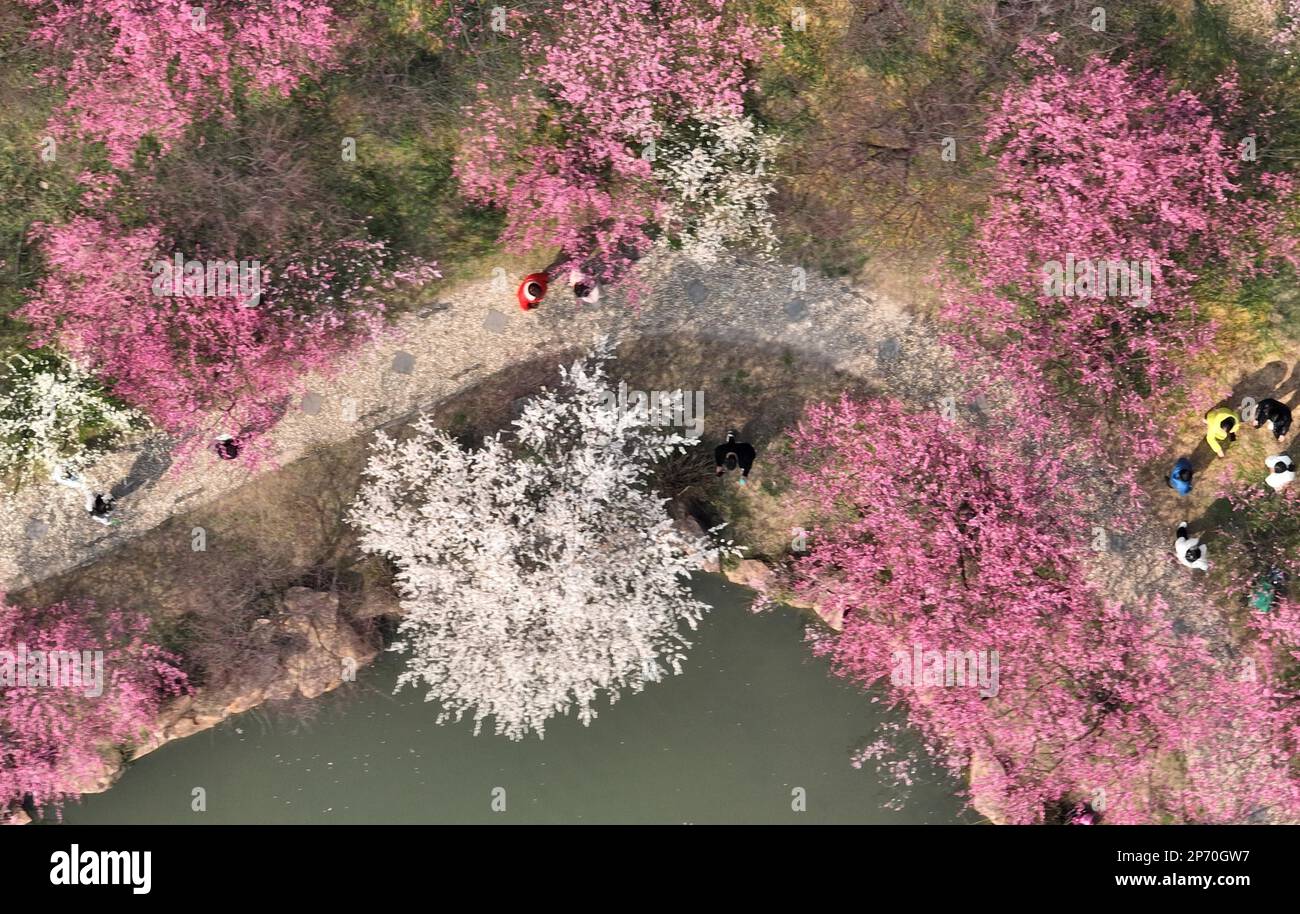 Aerial photo shows all kinds of flowers blooming in Slender West Lake ...