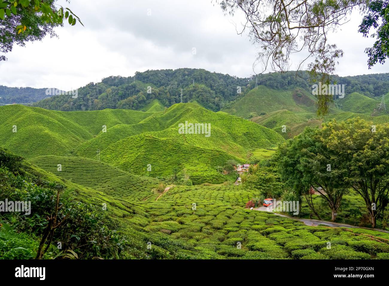 Scenic road in green tea plantations in mountain. Tea meadow with road ...