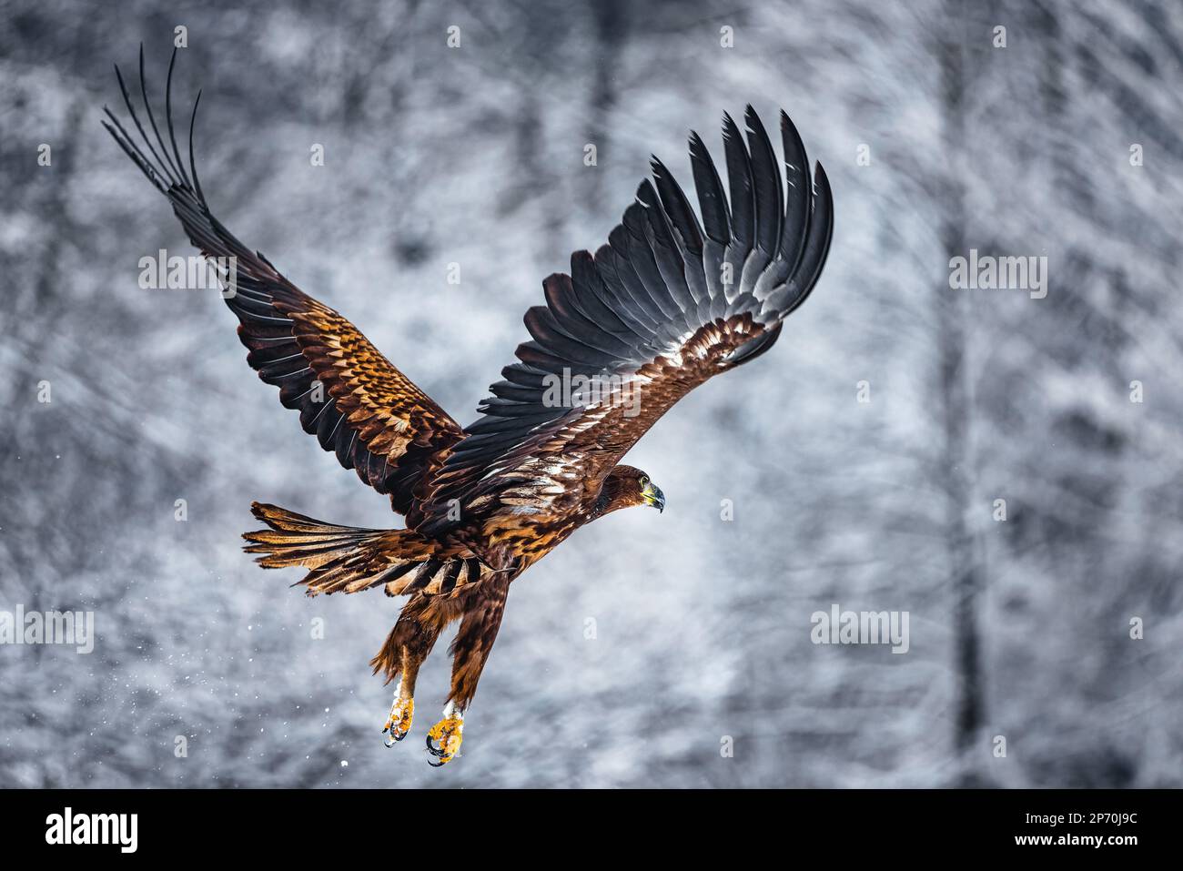 Raven snow hi-res stock photography and images - Alamy