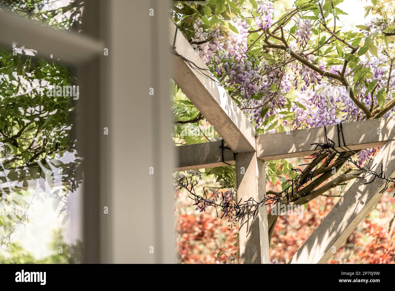 purple flowers hanging from a tree branch in front of a white picketed ...