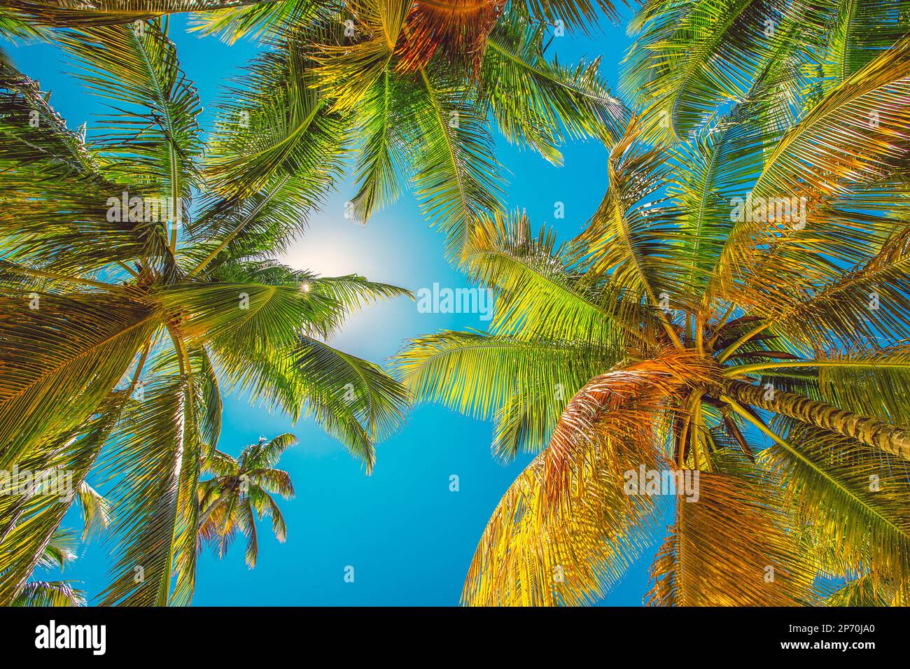 Palm trees on the tropical beach, Dominican Republic Stock Photo - Alamy