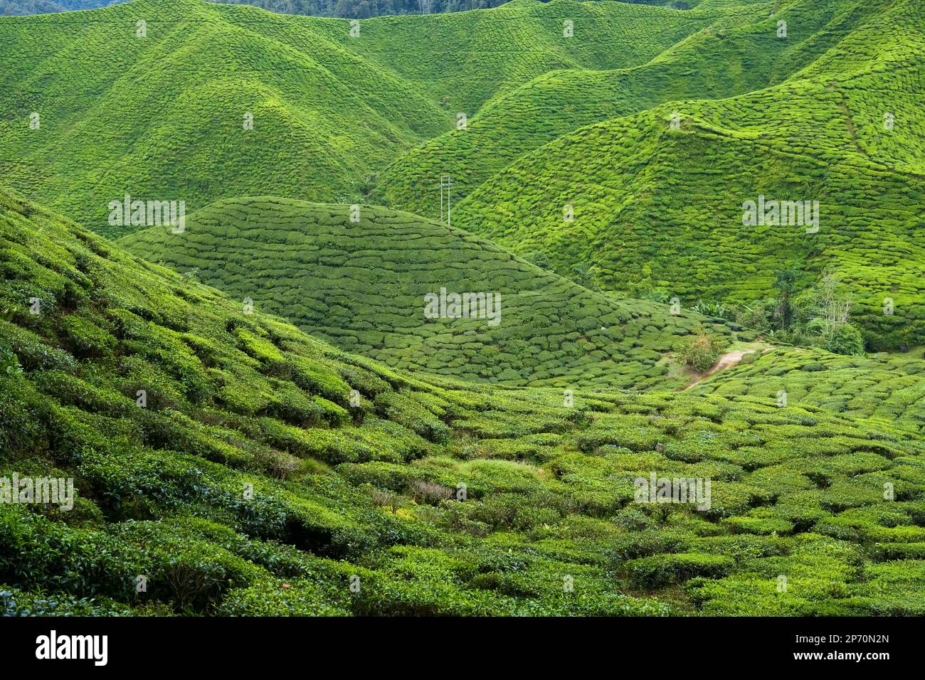 Tea plantation landscape in Cameron highlands, Malaysia. Green Tea ...