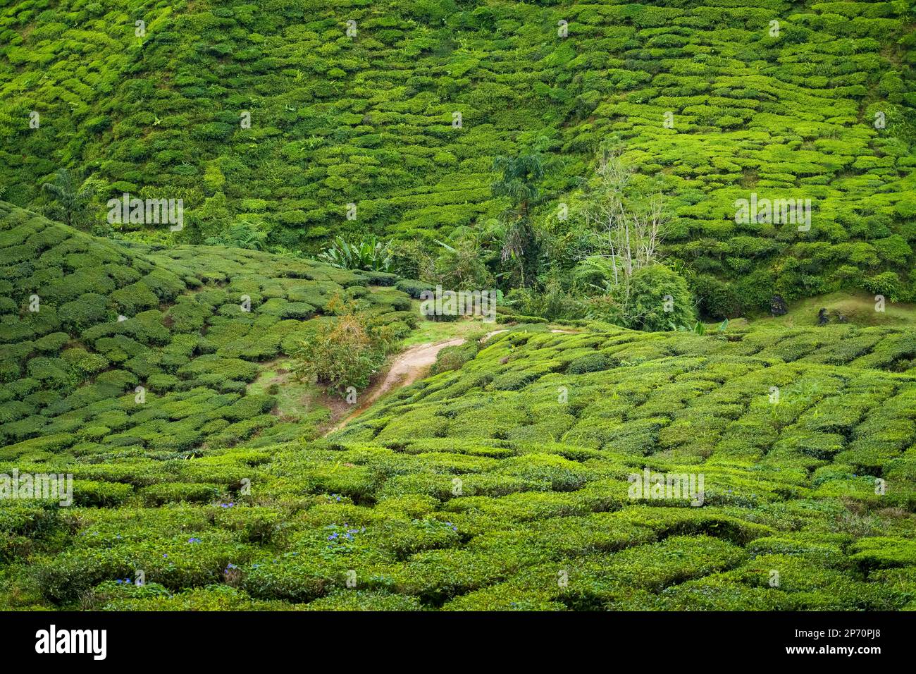 Tea plantation field on Cameron Highland, Pahang, Malaysia. Country ...