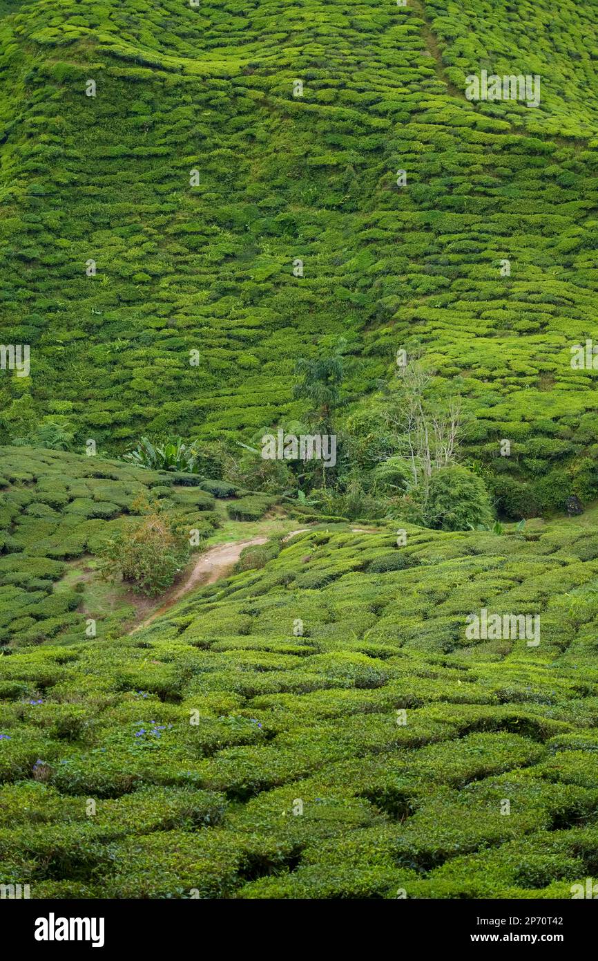 Tea plantation field on Cameron Highland, Pahang, Malaysia. Country ...