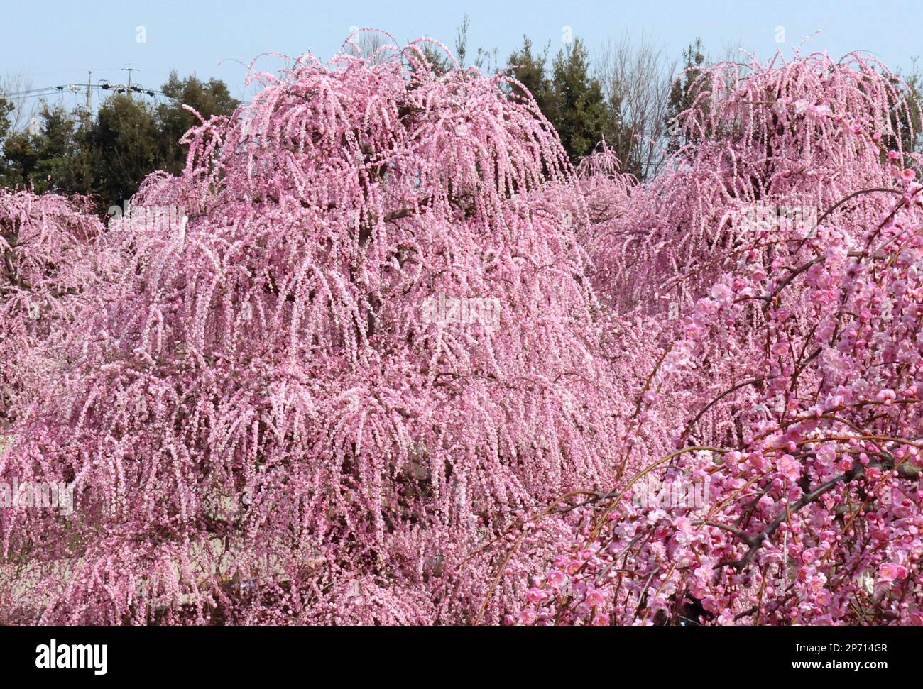 Flowers of weeping Japanese plum trees are in full bloom at Suzuka ...