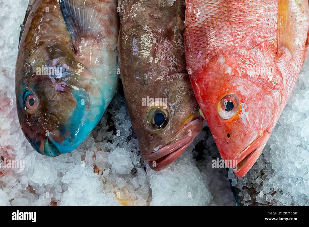 Varity of fish hi-res stock photography and images - Alamy