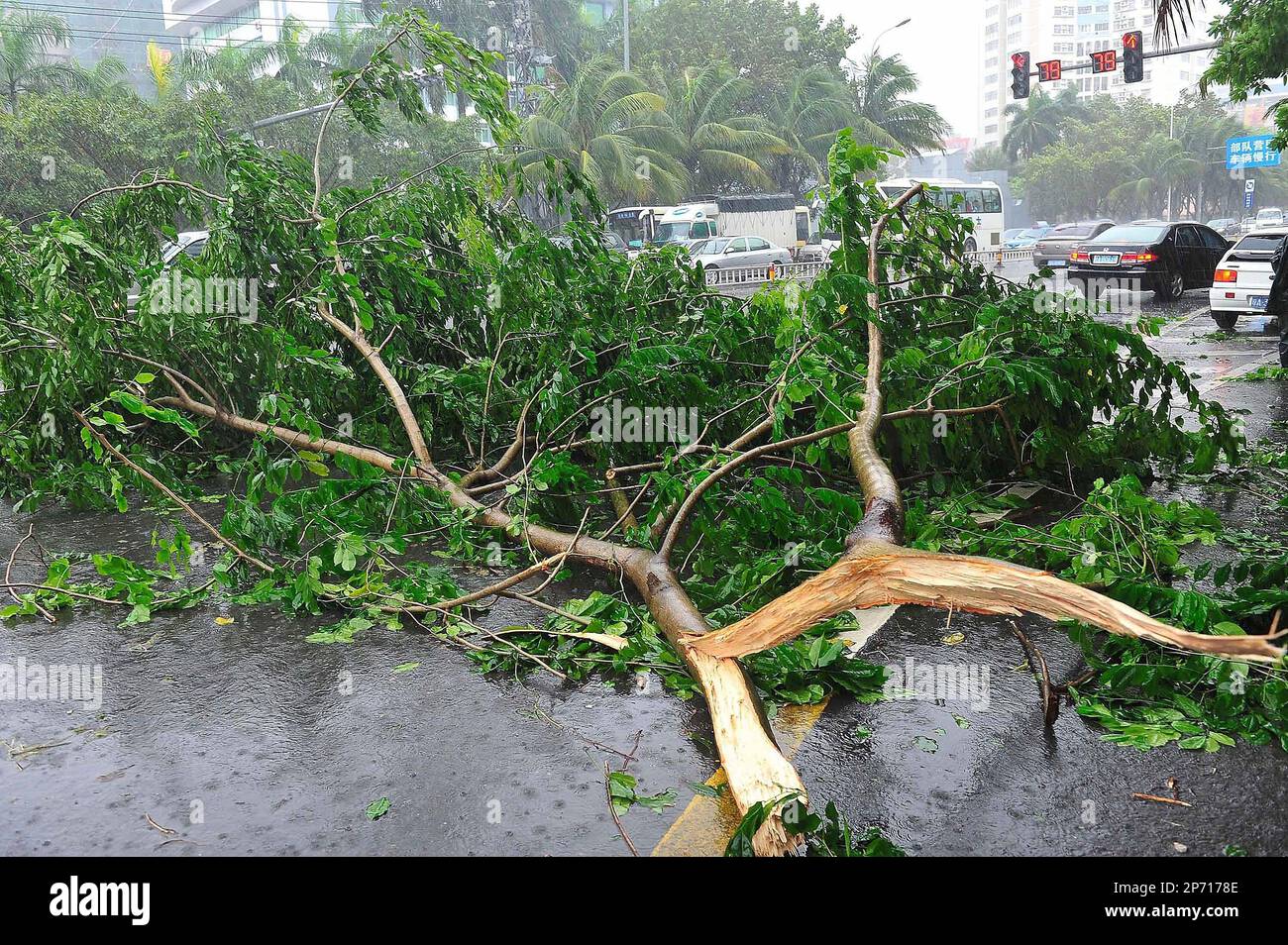 Trees branches are seen torn down by typhoon Nesat in Wenchang in south ...