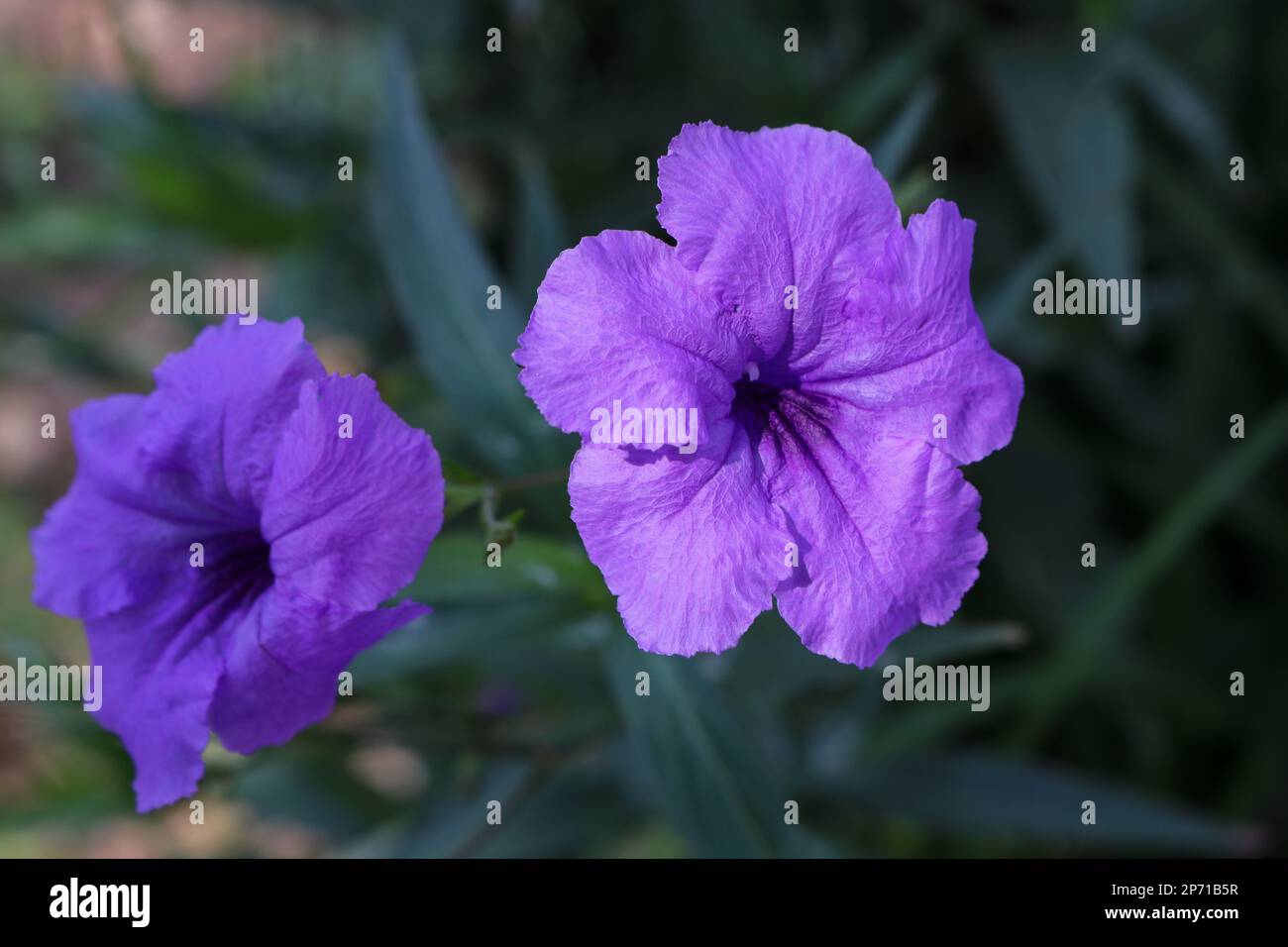 Close up of a Purple Mexican Petunia Ruellia Simplex Stock Photo - Alamy