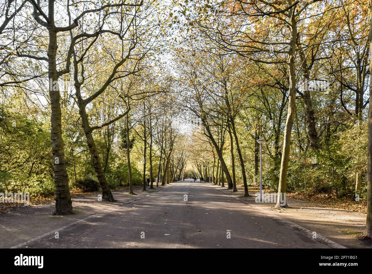 a tree lined road in the middle of an autumn park with leaves on the ...