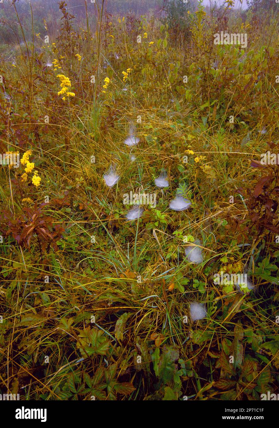 Sheetweb spider webs with dew in a measow at Prince Gallitzin State ...
