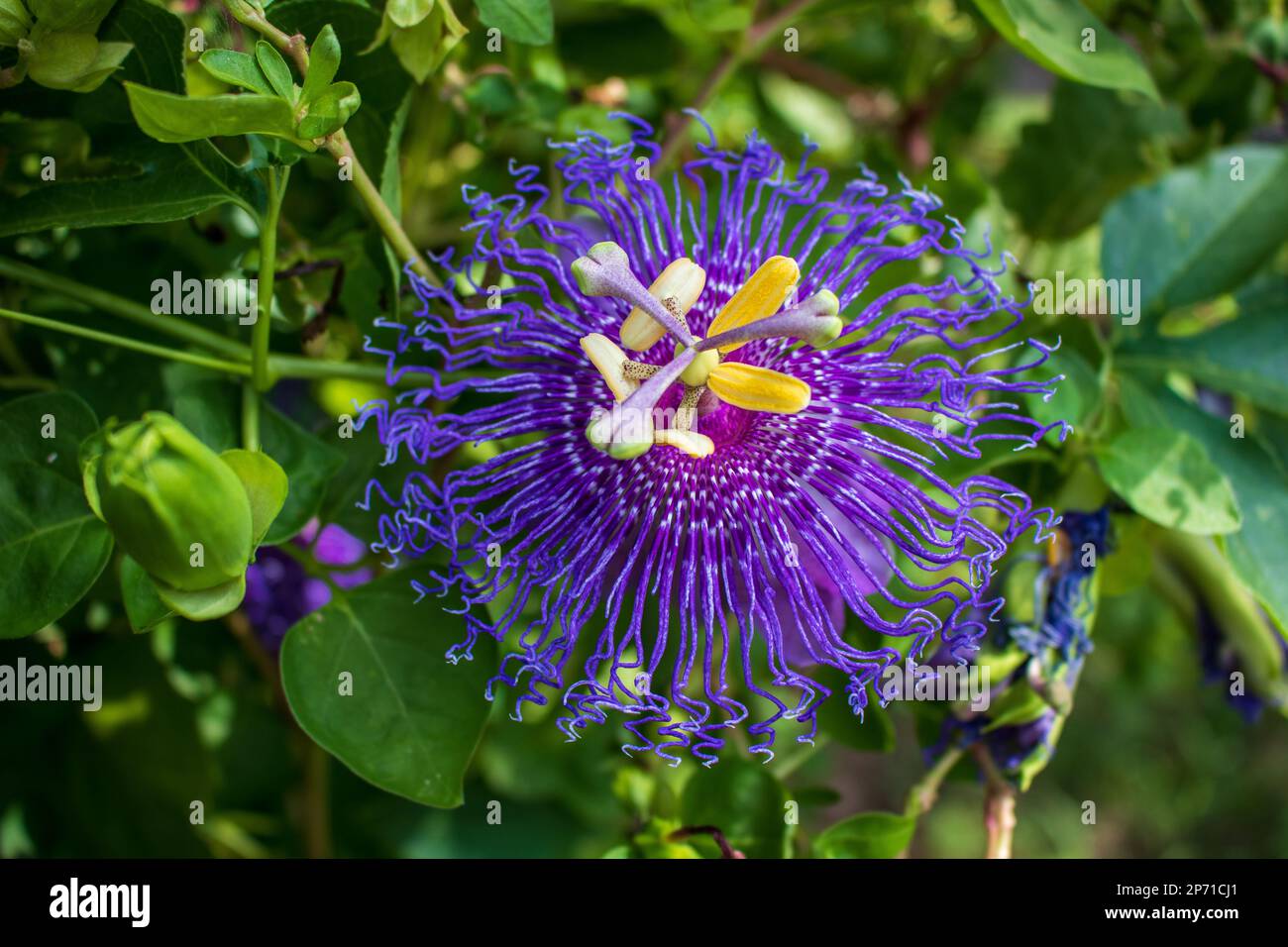 Closeup Photo Of A Purple Passion Flower Passiflora Incarnata Or Maypop The Passion Flower Is