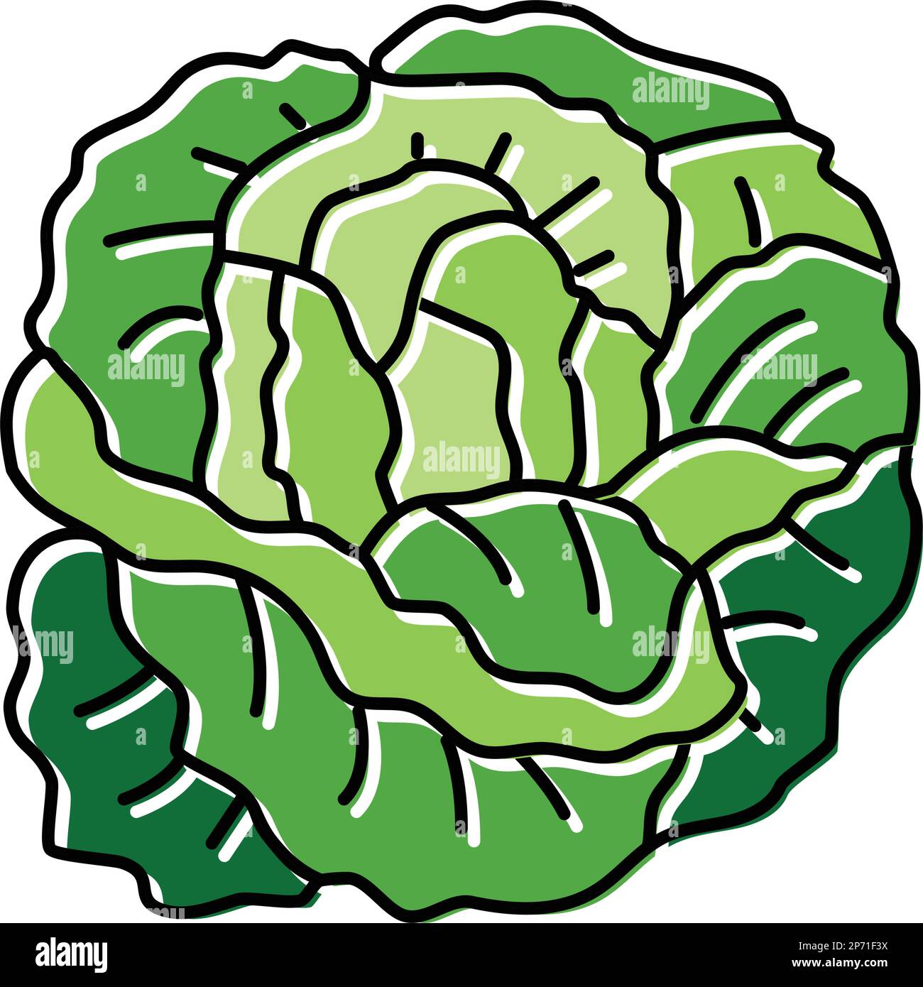 Red bibb lettuce Stock Vector Images - Alamy