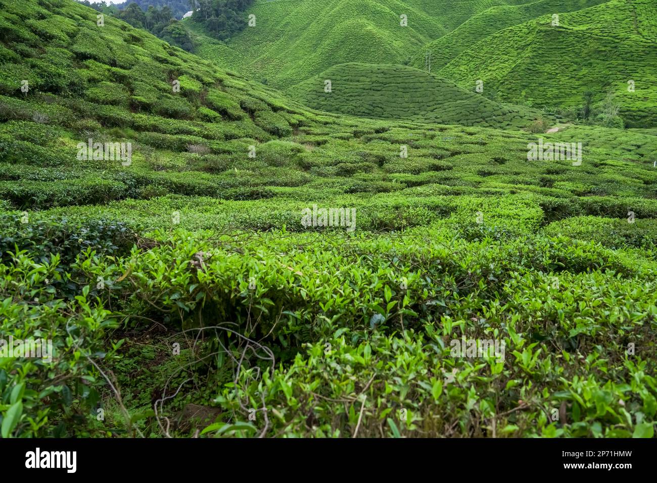 Tea plantation landscape in Cameron highlands, Malaysia. Green Tea ...