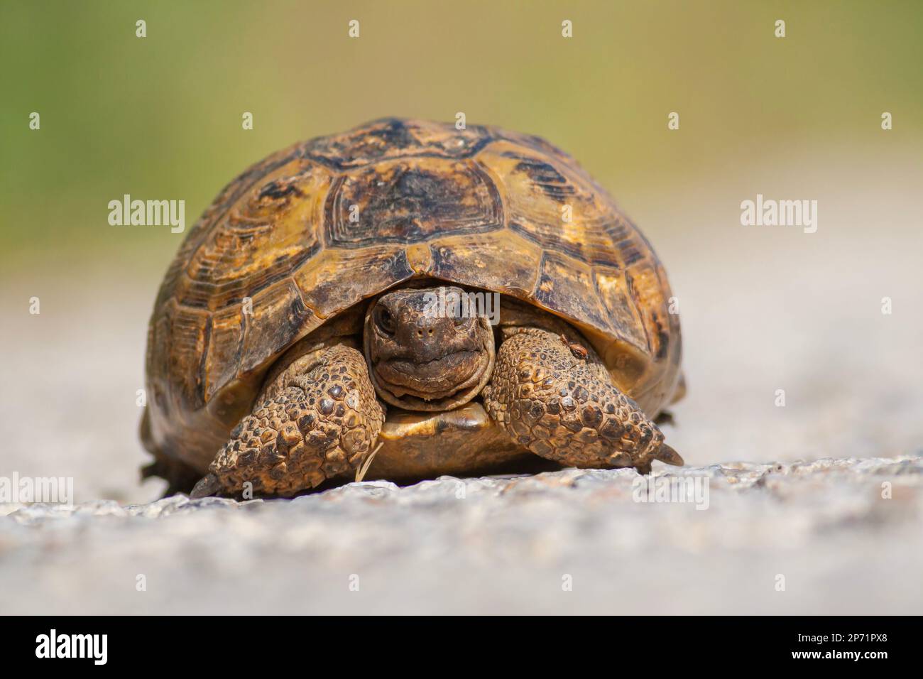 Green turtle eye detail hi-res stock photography and images - Alamy