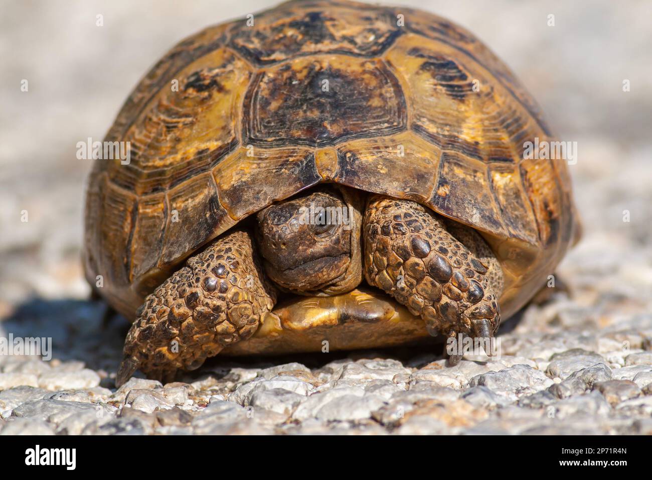 turtle standing in its natural habitat Stock Photo - Alamy