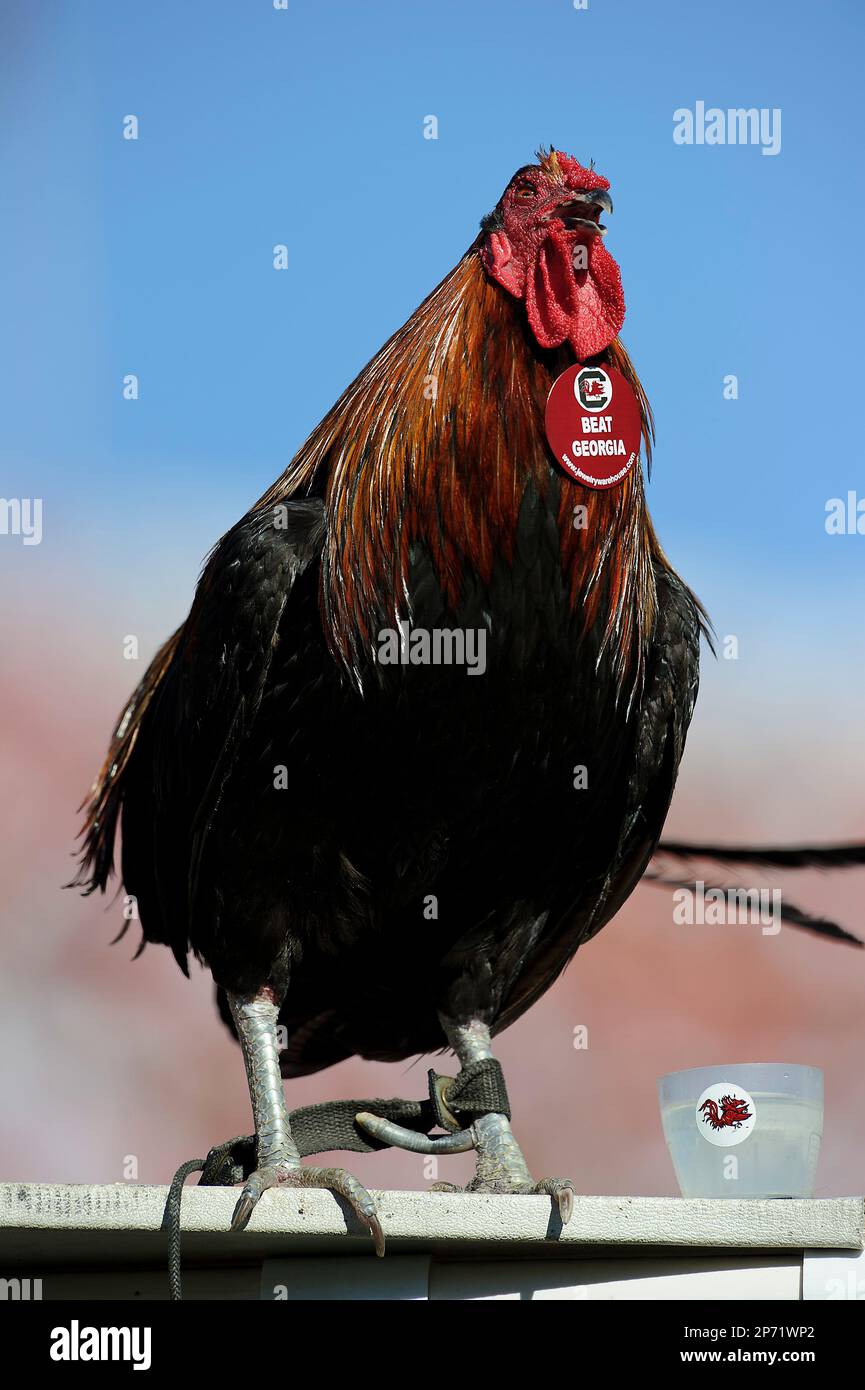 South Carolina Gamecocks mascot Sir Big Spur looks on during an NCAA ...