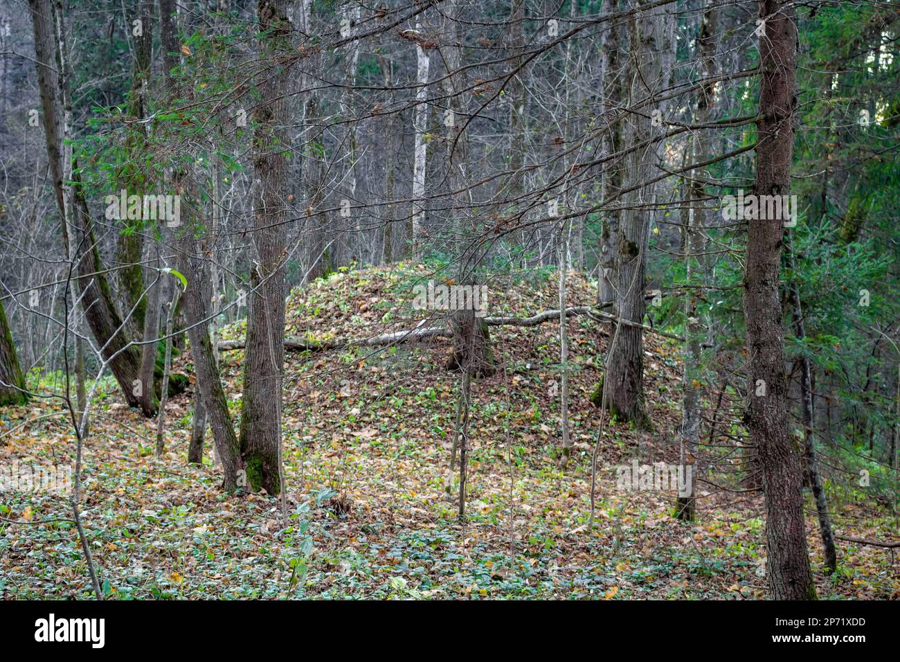 Old park mound in overgrown linden forest Stock Photo - Alamy