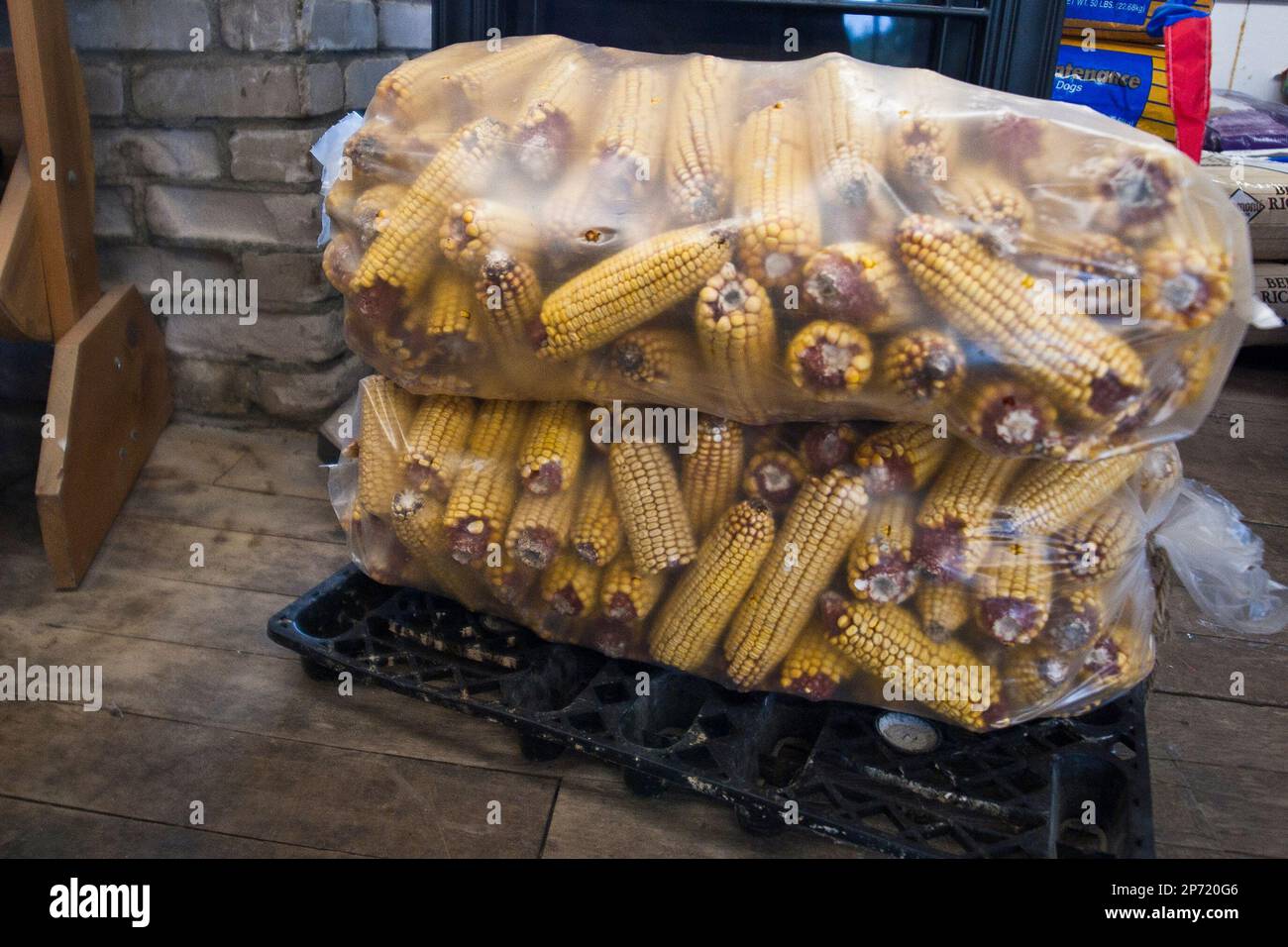 In this photo taken Sept. 7, 2011, bags of corn sold as deer feed are ...