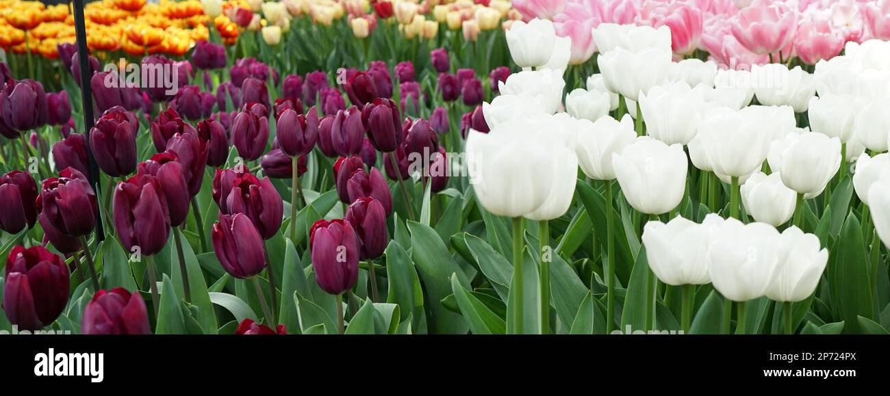 Dark purple tulip combined with white tulips with a long stem. Pink and ...