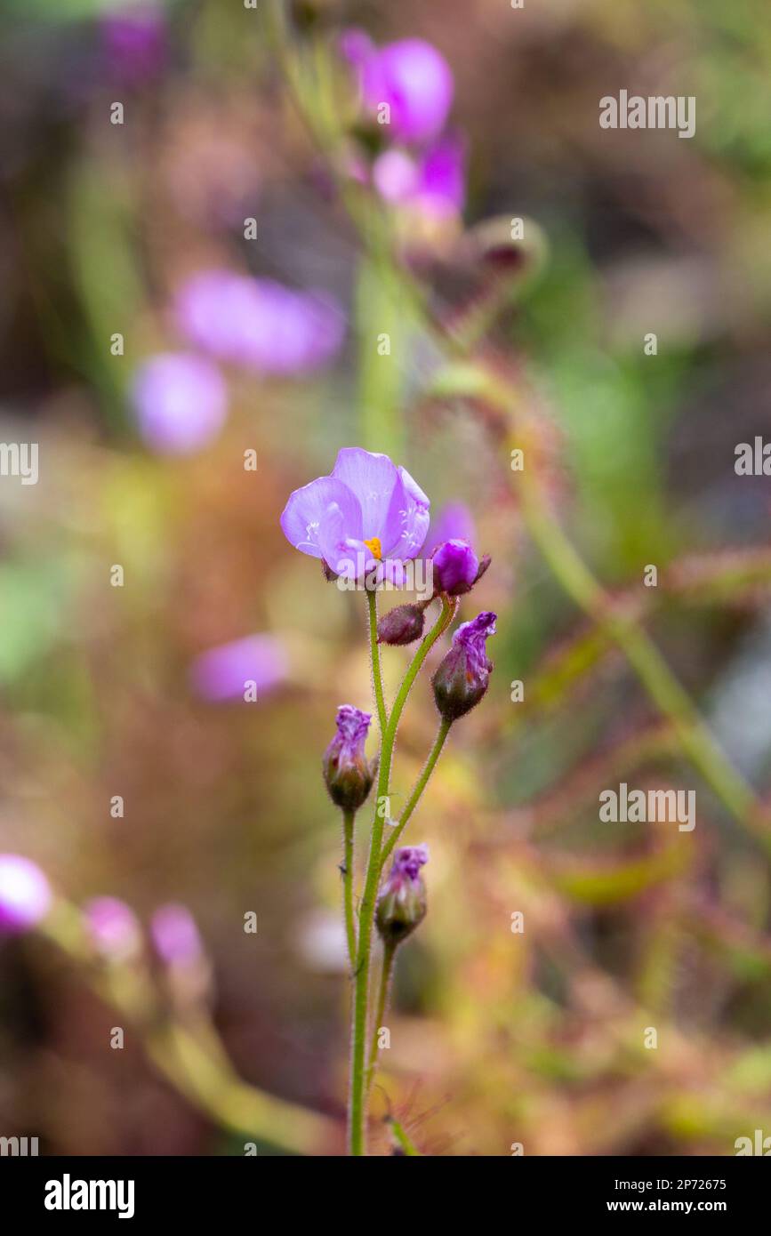 Single pink flower of Drosera liniflora, taken in the Bain's Kloof near ...