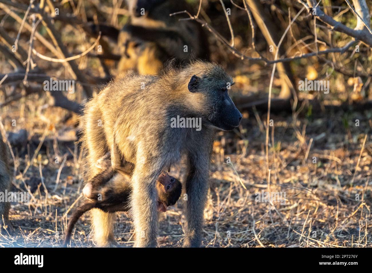 Chacma Baboon, Papio ursinus, baby with its mother, Chobe National Park ...