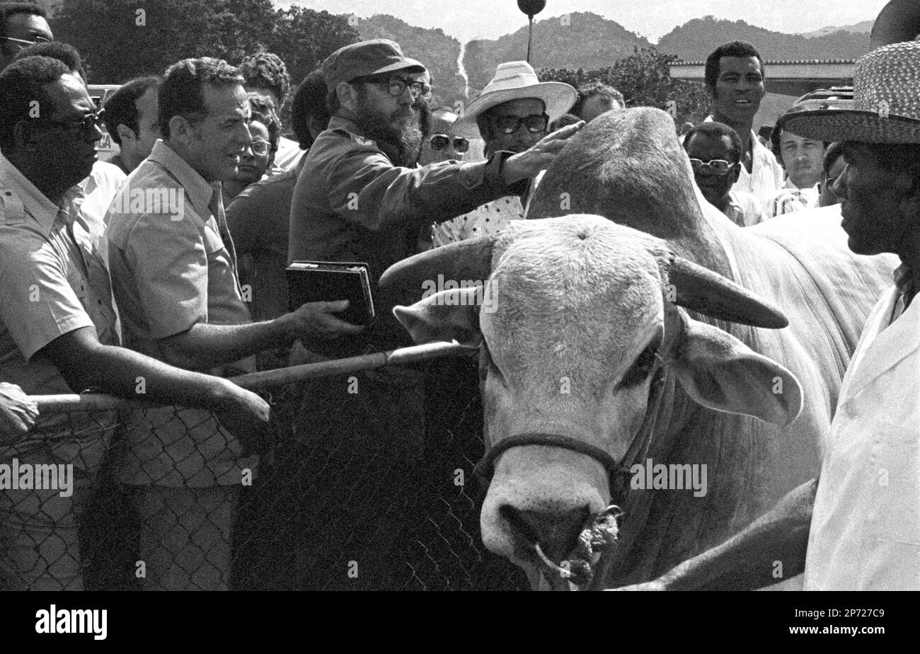 Cuban leader Fidel Castro, third from left, caresses a zebu during a ...